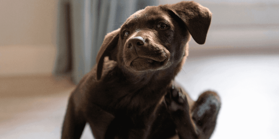 Dermatite em Cães: Causas, Sintomas e Tratamentos Eficazes | Patinha